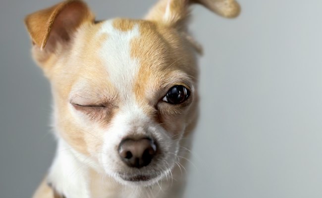 dog-winking - Blog | Lending Stream